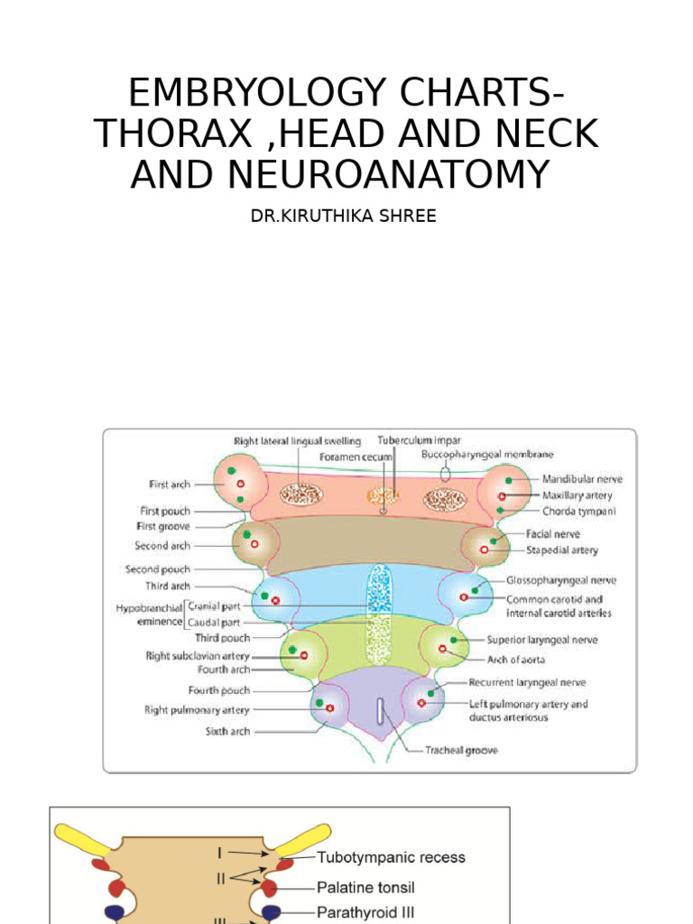 Embryology Charts | PDF