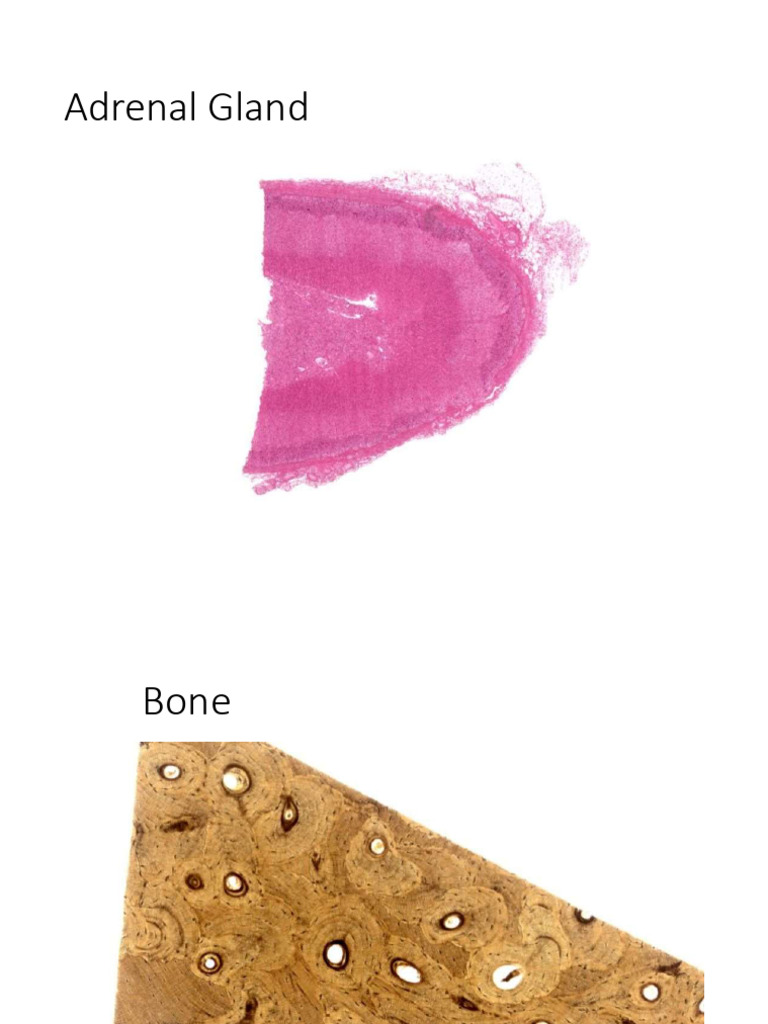 Histological Slides For Examination | PDF