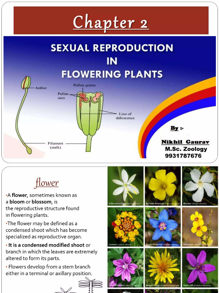 Sexual Reproduction in Plants | PDF