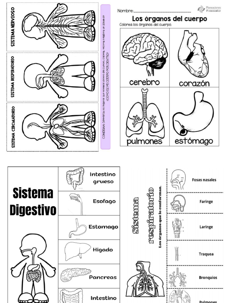 CCNN 8vo Imprimir | PDF