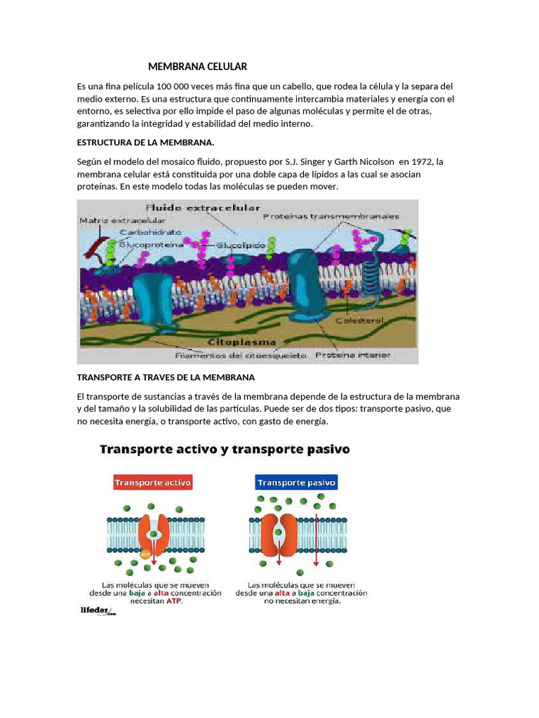 Membrana Celular | PDF