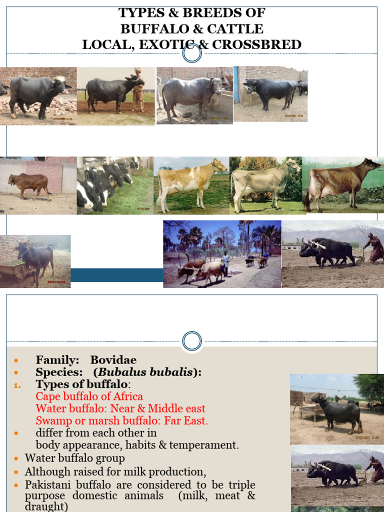 1.1buffalo and Cattle Breeds | PDF | Dairy Cattle | Cattle