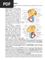 Anatomia do Osso Ilíaco e Pelve | PDF | Coluna vertebral | Pélvis