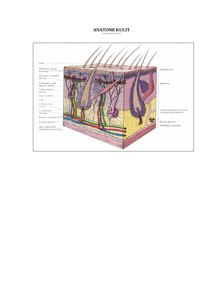 Anatomi Kulit Normal | PDF