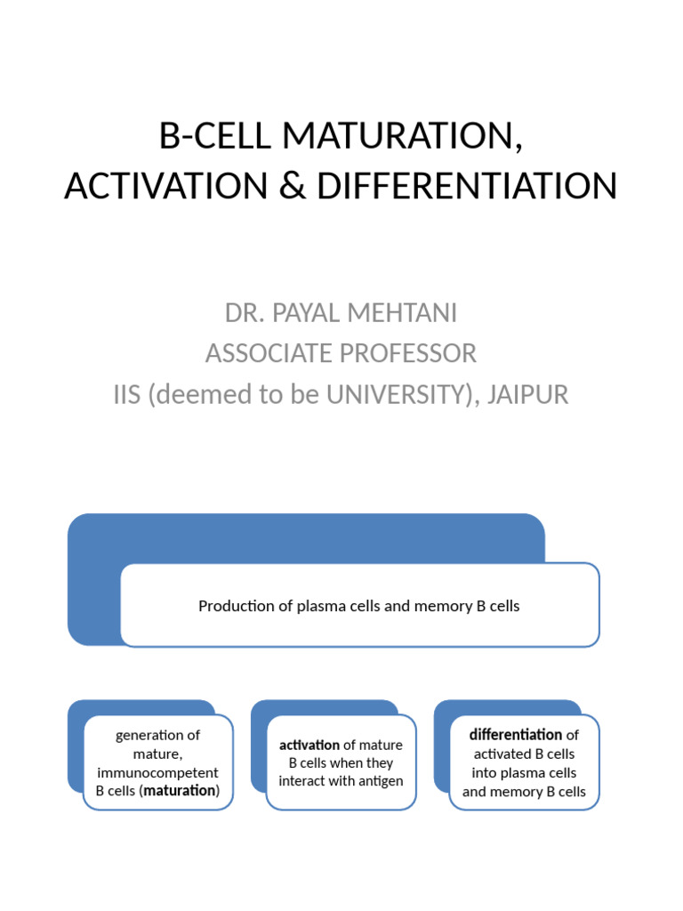 B-Cell Maturation and Activation Process | PDF | B Cell | Antibody
