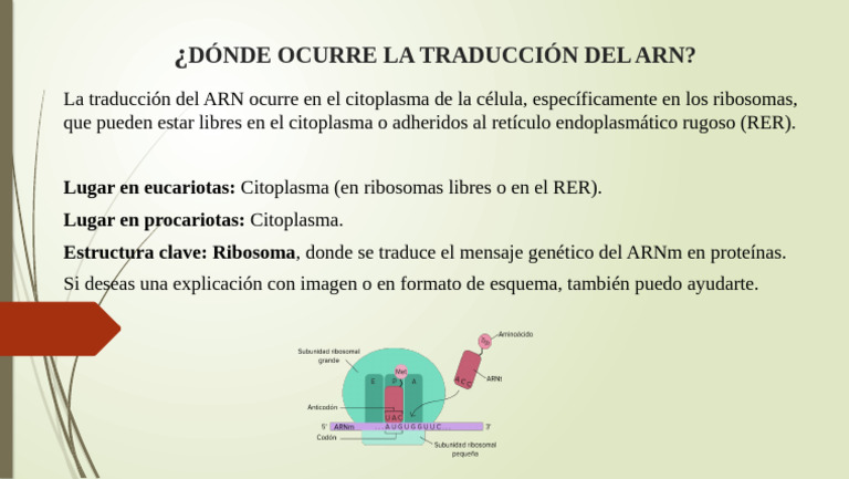Dónde Ocurre La Traducción Del Arn | PDF