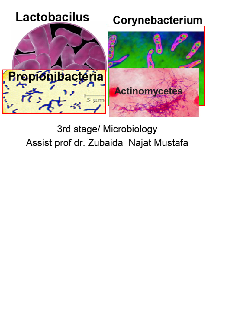 PDF Document | PDF | Lactobacillus | Microbiology