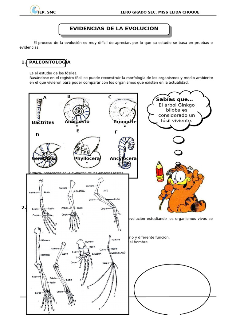 Evidencias de La Evolucion | PDF | Evolución | Homología (biología)