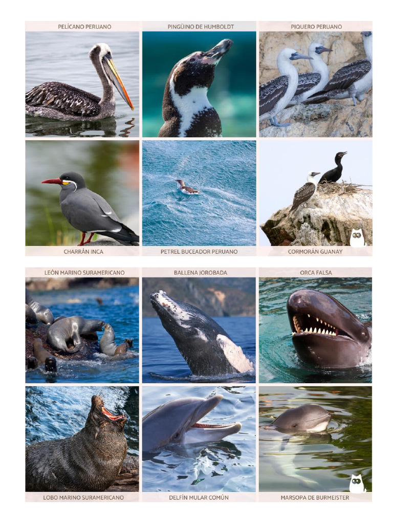 Animales de La Costa Sierra y Selva Peruana | PDF