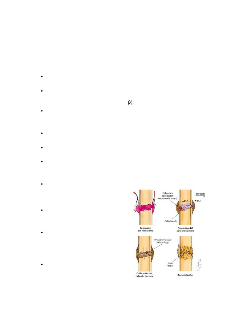 Primeros Auxilios | PDF | Hueso | Cicatrización de la herida