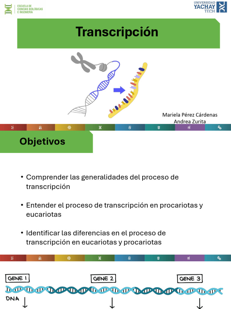 Clase 7 - Transcripción Del ARN Enfocado en Las Procariotas | PDF | Rna ...