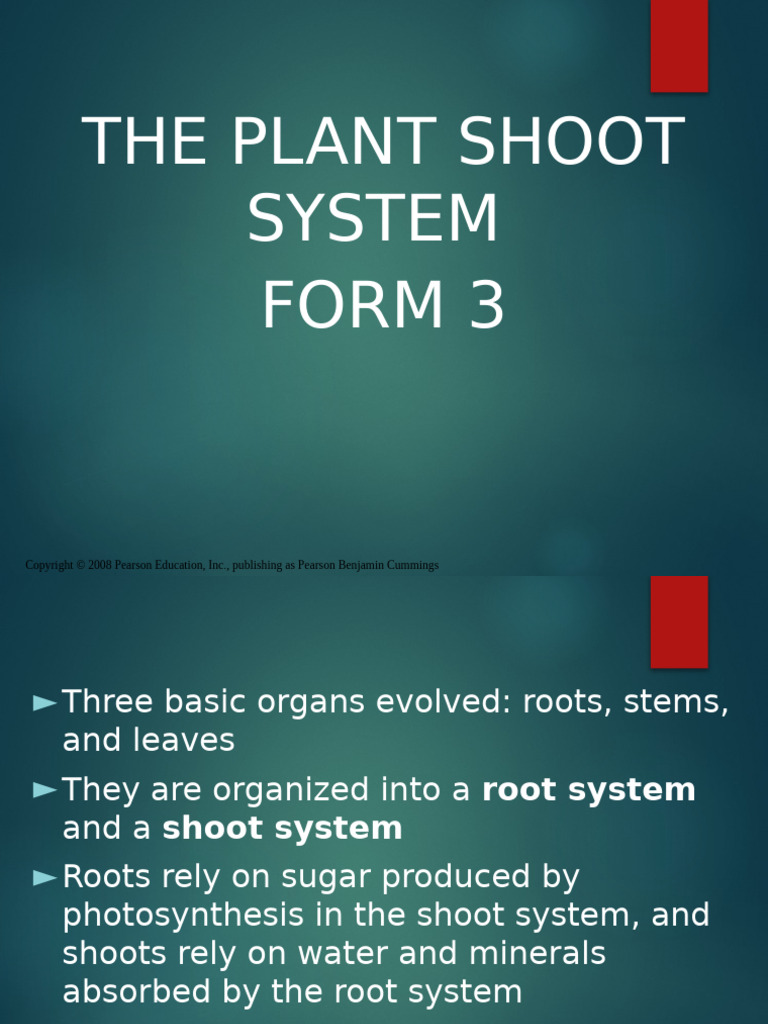 Plant Shoot System f3 2024 | PDF | Plant Stem | Leaf