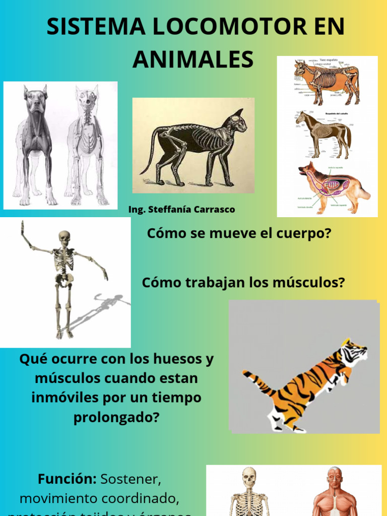 Sistema Locomotor en Animales | PDF | Hueso | Esqueleto