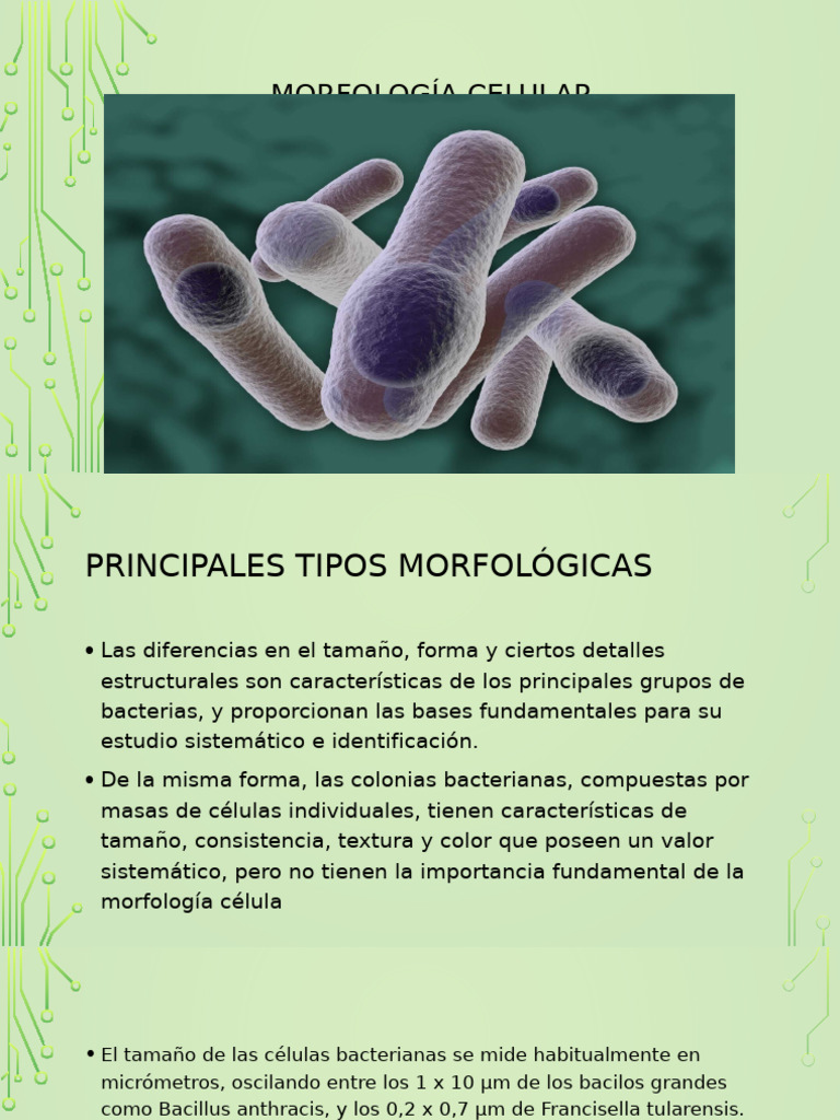 Morfología Celular | PDF | Las bacterias | Biología Celular)