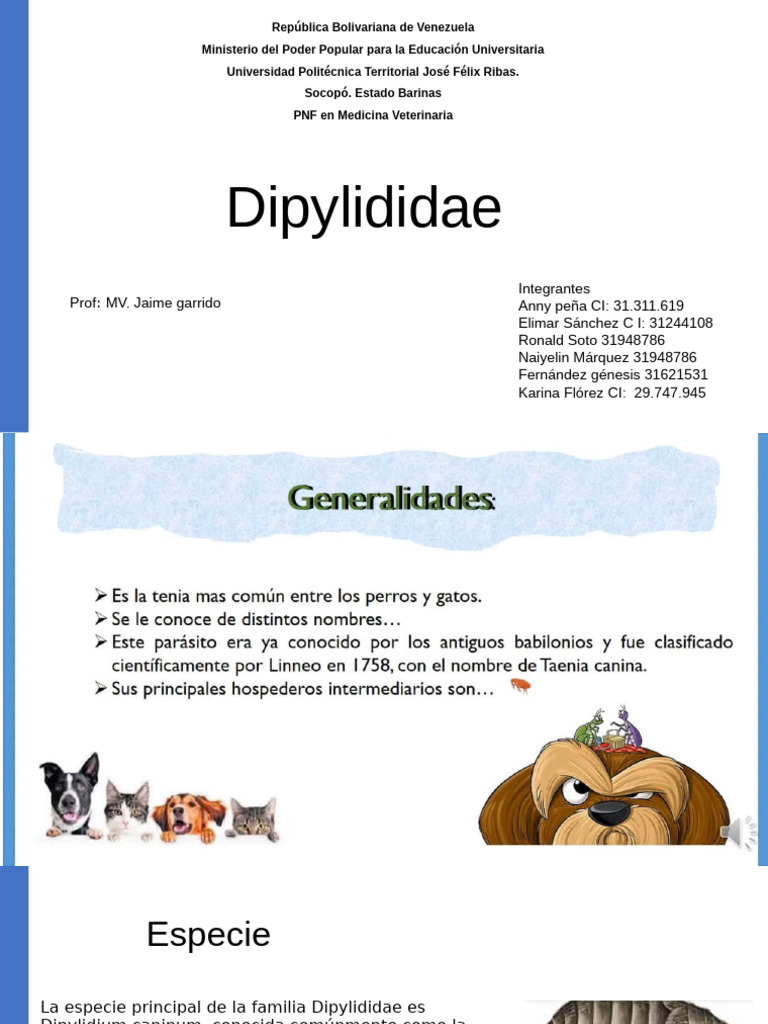 Tenia Canina: Dipylidium caninum | PDF