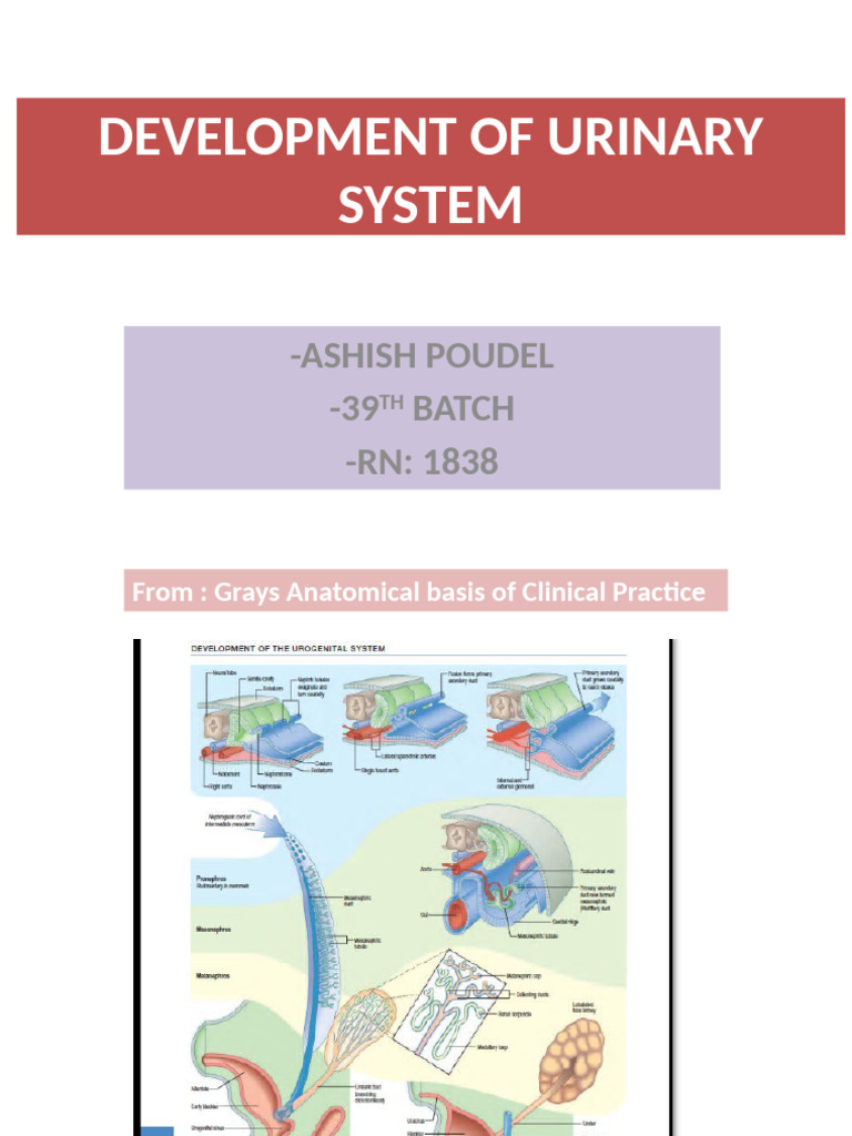 Embryology of Urinary System | PDF | Kidney | Anatomy