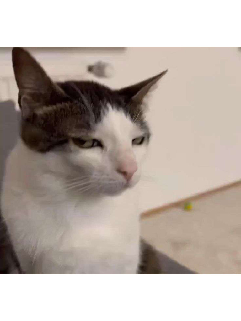 Judge Cat ?? | PDF