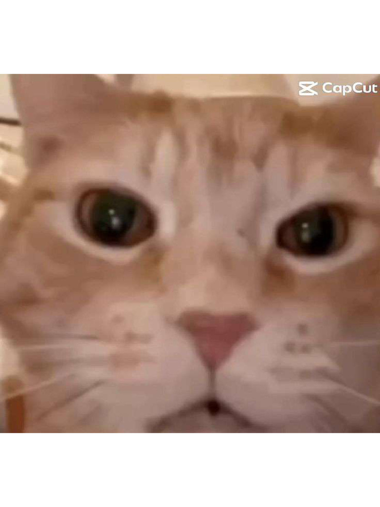 A Cat That Is Screaming ????????? | PDF