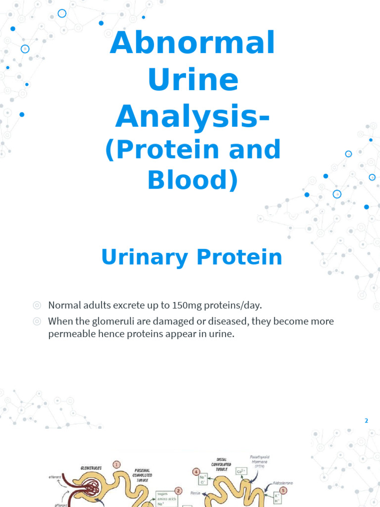 Urine Analysis: Protein & Blood Tests | PDF | Kidney | Urinary System