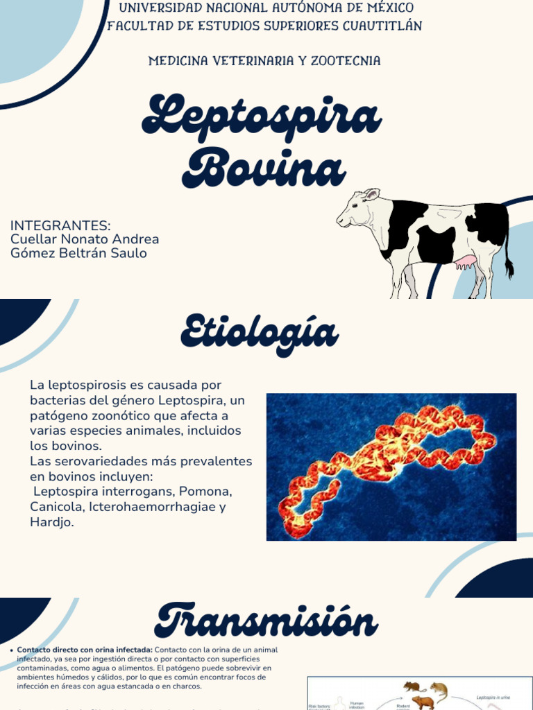Leptospira | PDF | Enfermedades y trastornos | Medicina CLINICA