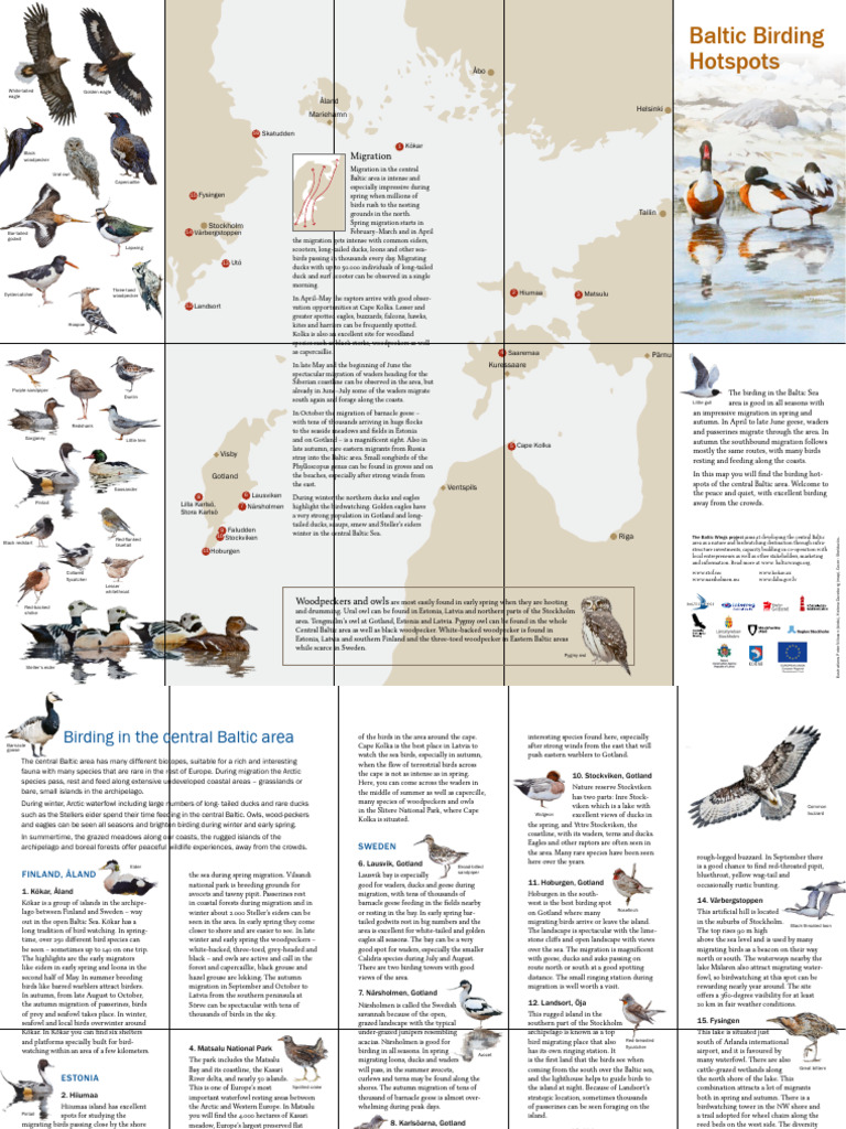 Baltic Birding 7 | PDF | Bird Migration | Birds