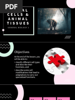 Specialised Animal Cells - Living Organisms - KS3 Biology - BBC ...