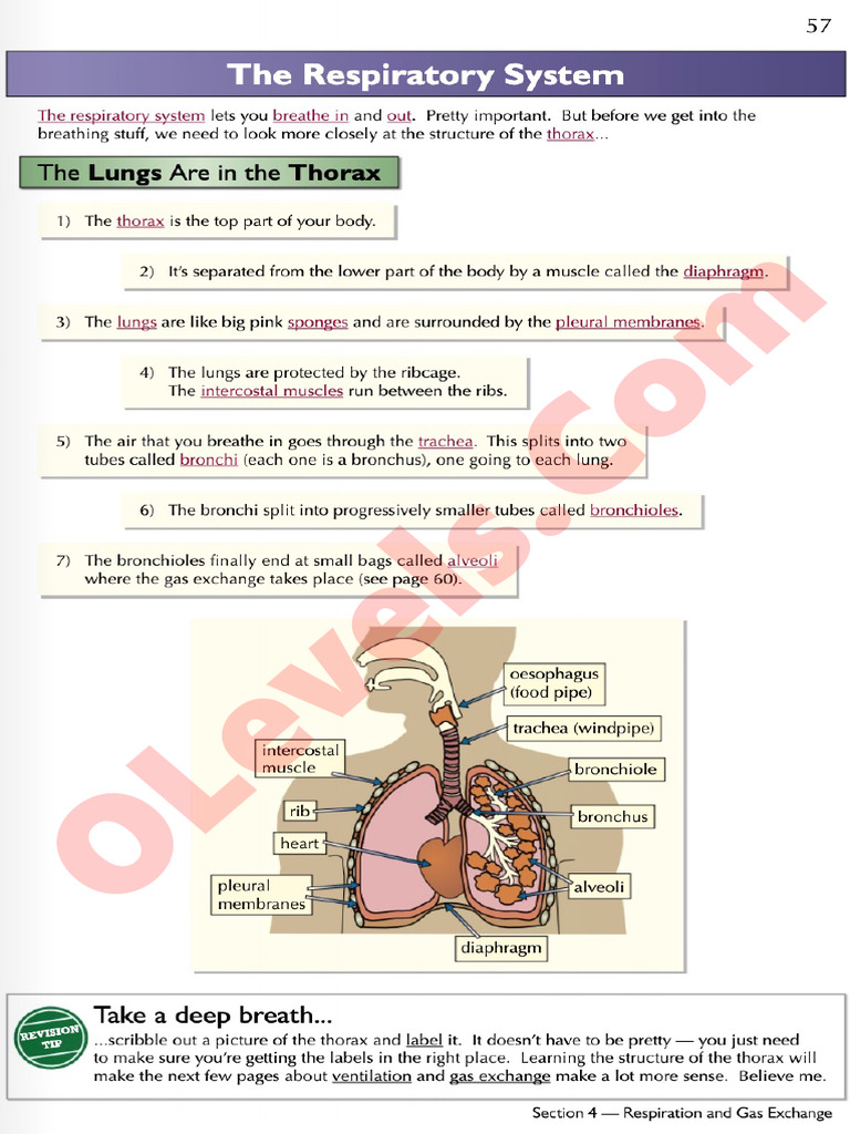 F1f2fba1 Revision Notes 4 Respiration and Gas Exchangep7andp8 | PDF