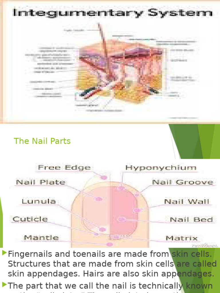 Integumentary System LESSON Q2 | PDF | Integumentary System | Skin