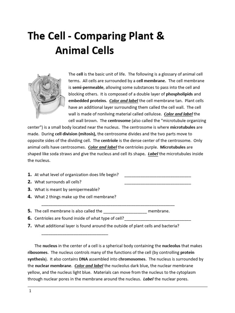 Comparing Plant and Animal Cells Worksheet | PDF | Endoplasmic ...