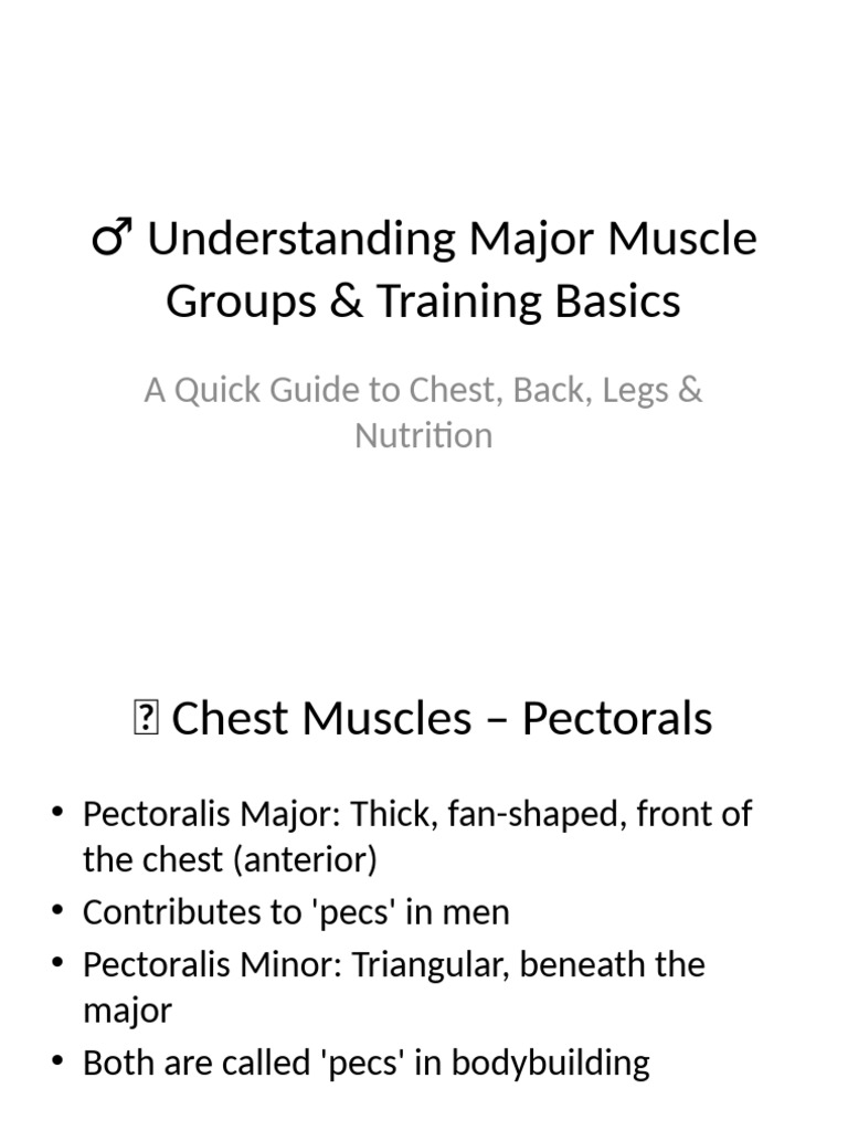 Muscle Groups & Training Essentials Guide | PDF