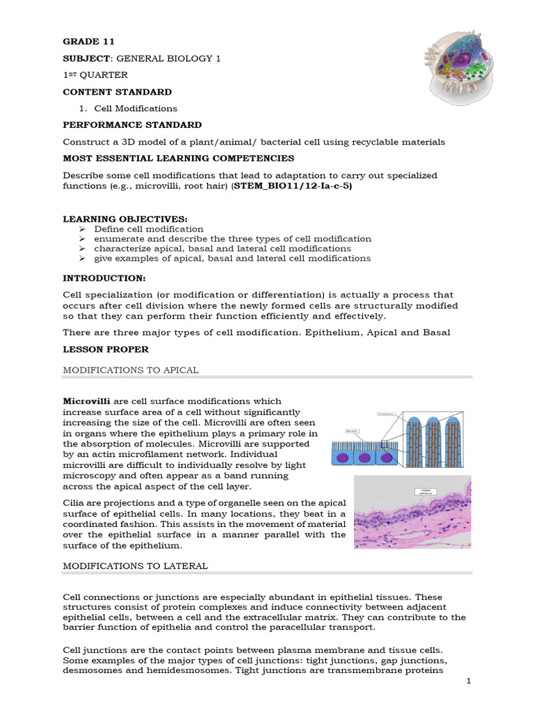 Lesson 5 Cell Modifications LONG | PDF | Epithelium | Red Blood Cell