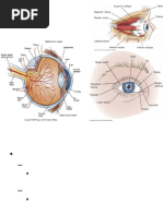 Six Cardinal Fields of Gaze Assessment | PDF | Eye | Visual Acuity