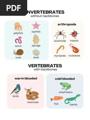 Vertebrates And Invertebrates Animal Classification Poster Reminisce: