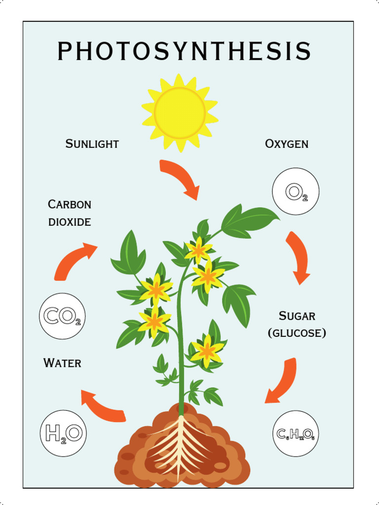 Photosynthesis Science Poster in Green Yellow Hand-Drawn Style | PDF