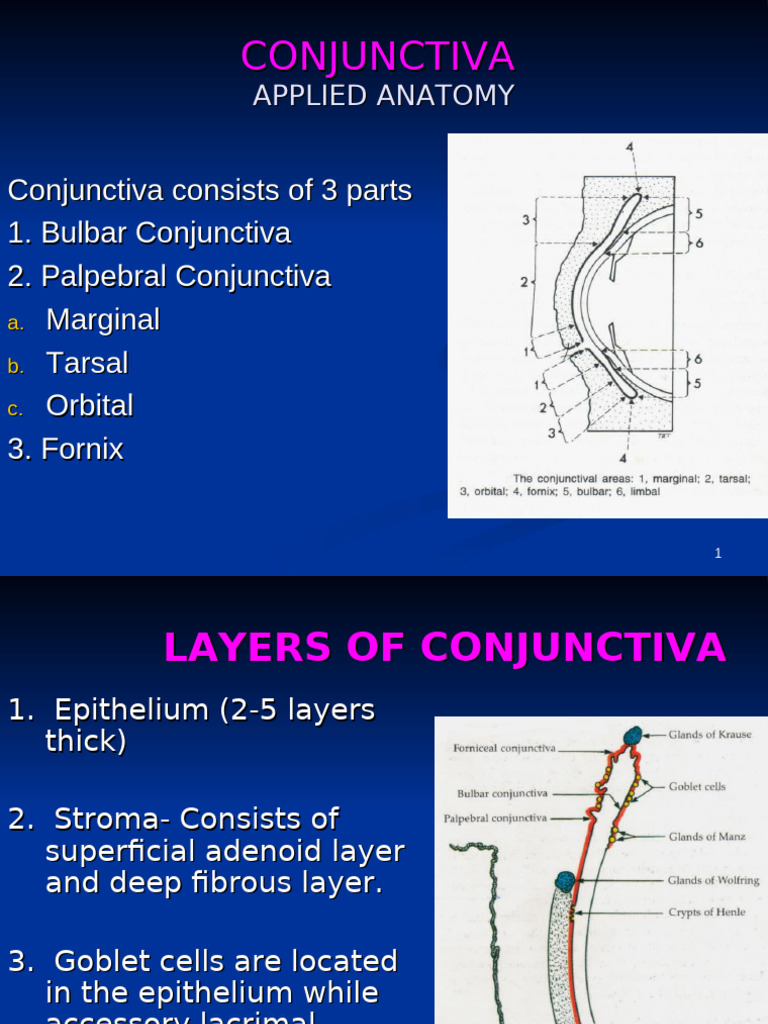 Conjunctiva-20207271033300 2 | PDF | Medical Specialties | Diseases And ...