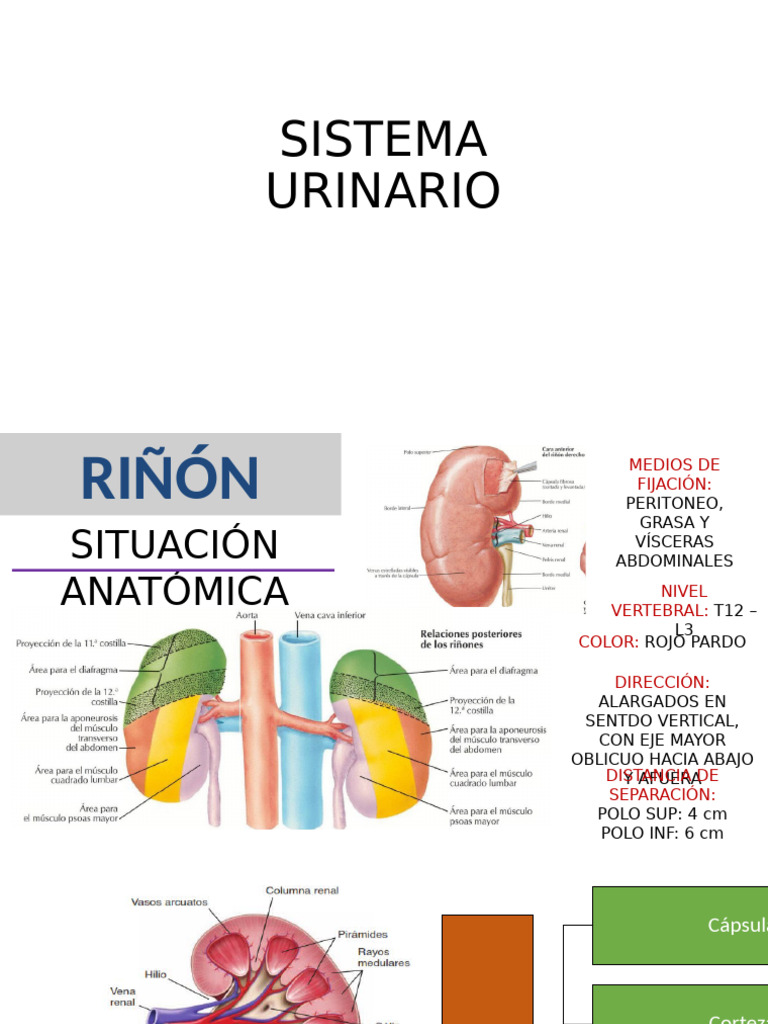 13. TRECEAVA SEMANA CLASE SISTEMA URINARIO (1) | PDF | Riñón | Sistema urinario