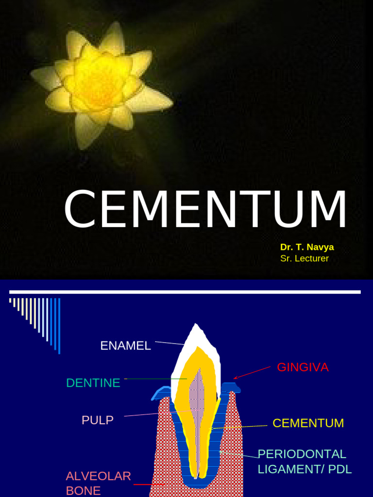 Cementum Dr. T. Navya | PDF | Human Tooth | Dentin