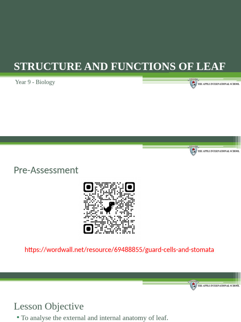Structure and Functions of Leaf | PDF | Leaf | Photosynthesis
