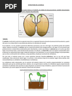 Partes de La Semilla y Sus Funciones | PDF | Semilla | Germinación