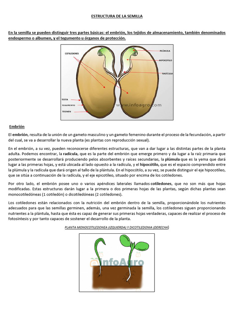 Estructura de La Semilla - 084023 | PDF | Semilla | Embrión
