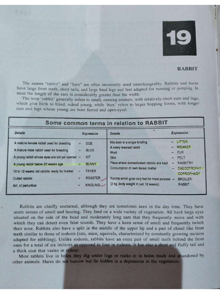 Rabbit Farming | PDF