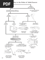 Insect Order Dichotomous Key | PDF | Insects | Arthropods