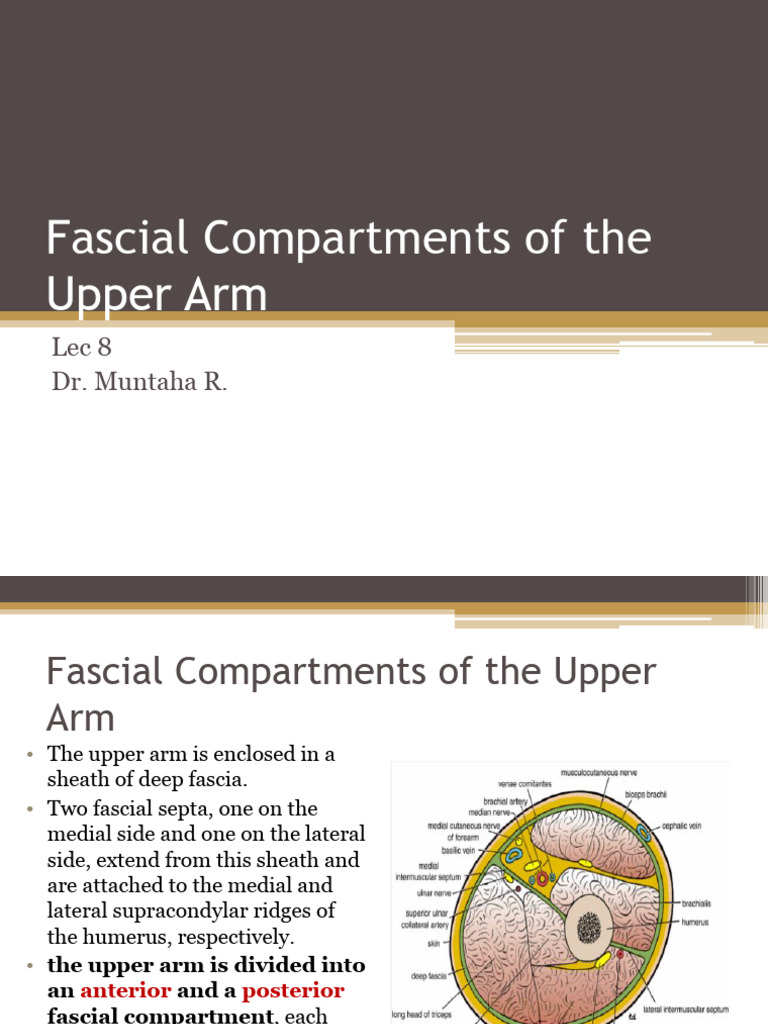 Fascial Compartments of The Upper Arm Lec. 8 | PDF