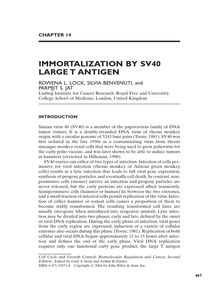Immortalization by Sv40 Large T Antigen | PDF | Cell Cycle | P53