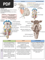 Anatomie de la fosse cérébrale postérieure | PDF | Cervelet | Moelle ...