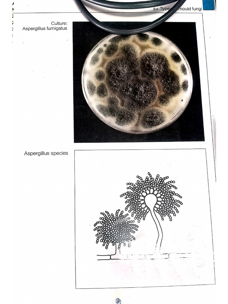 Mycology Lab Notes Part 2 | PDF