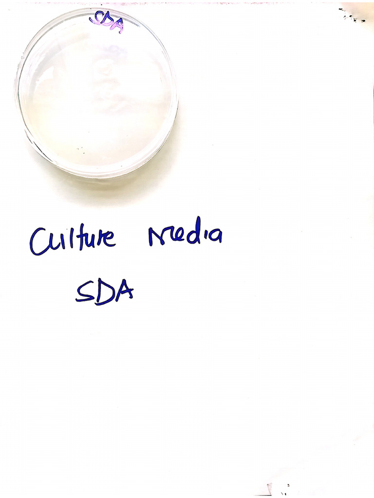 Mycology Lab Notes Part 1 | PDF