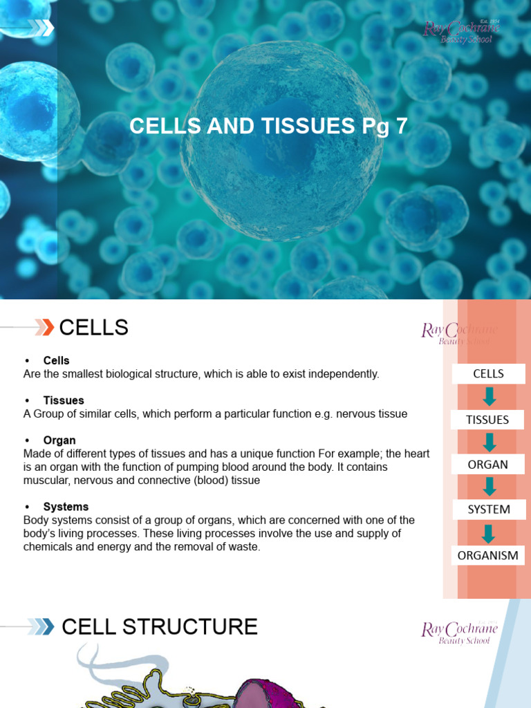 Understanding Cells and Tissues Structure | PDF | Mitosis | Epithelium