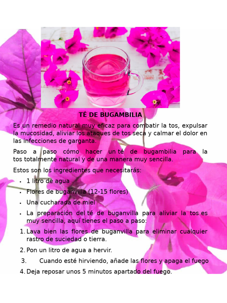Té de Bugambilia: Preparación y Beneficios | PDF