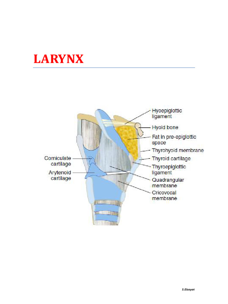 Larynx Anatomy and Functions Explained | PDF | Larynx | Human Anatomy